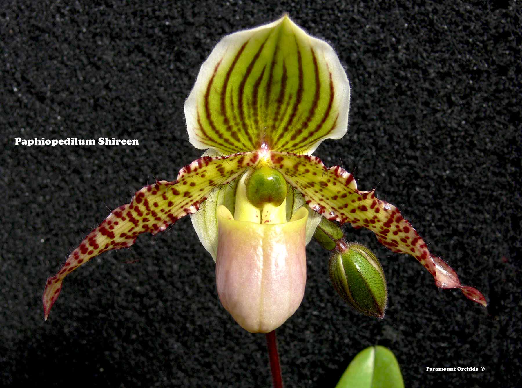 Paphiopedilum Listing